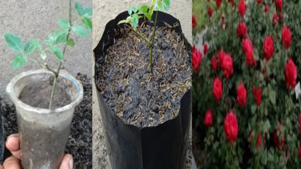 Cara Menanam Bunga Mawar Di Polybag - YouTube
