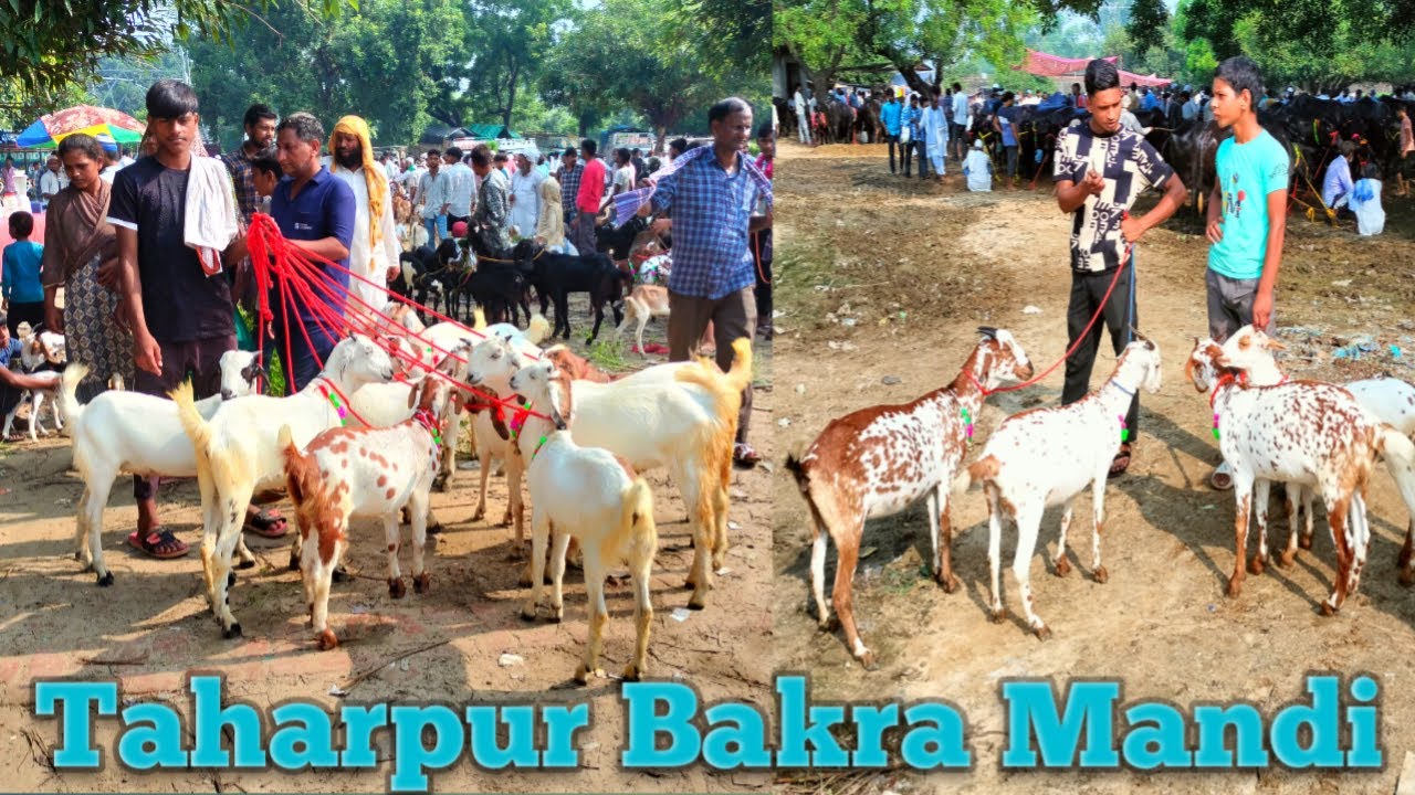 17 taharpur Bakra Mandi 2024 Moradabad UP | barbari goat for sale up ...