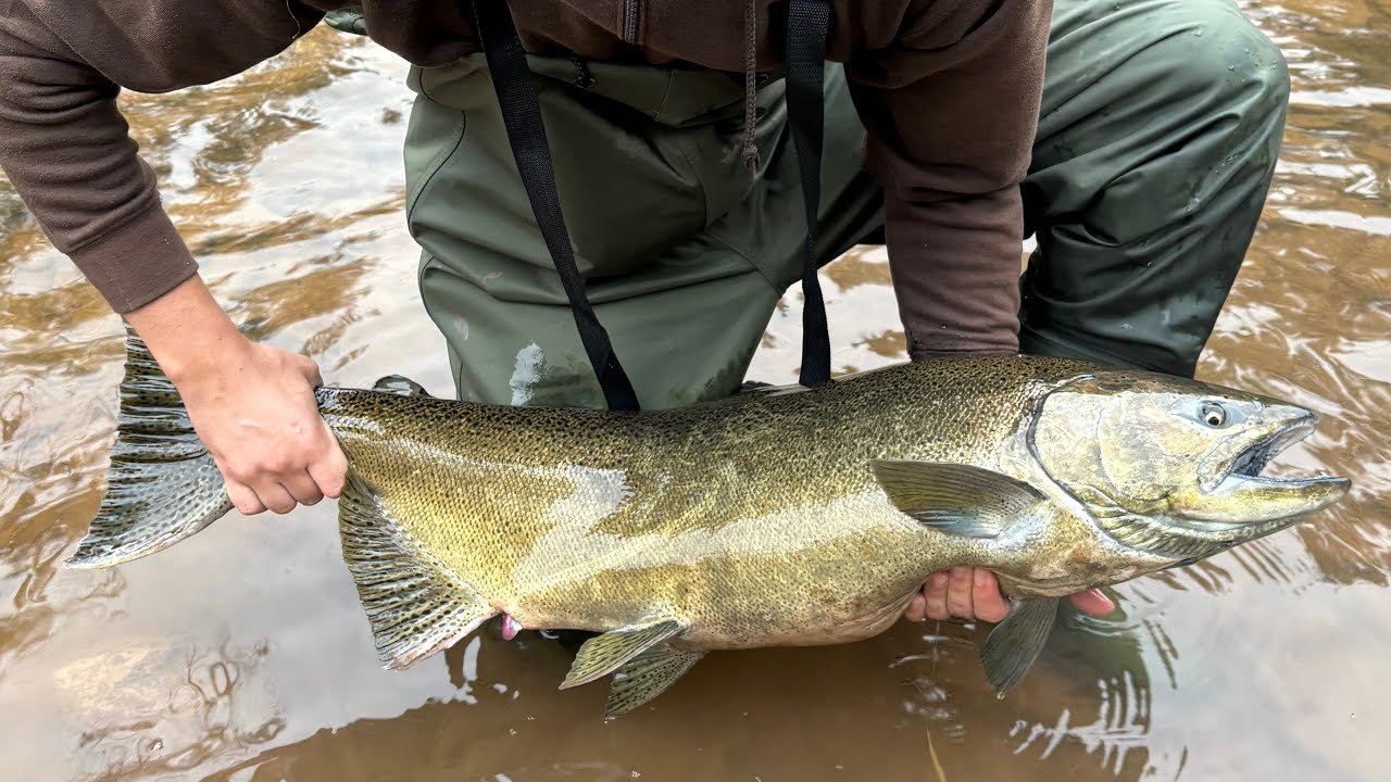 Releasing a Chinook Salmon at Bronte Creek - YouTube