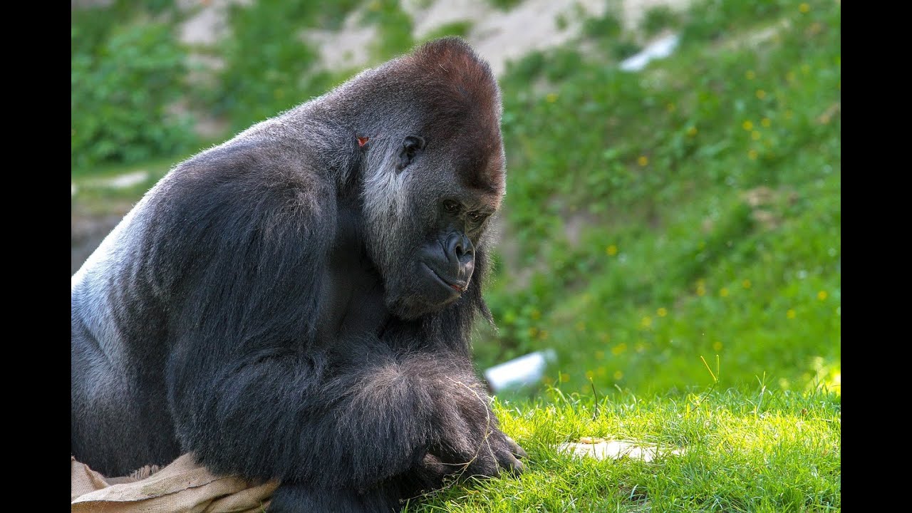 Gorilla Rap Video 🦍 - YouTube