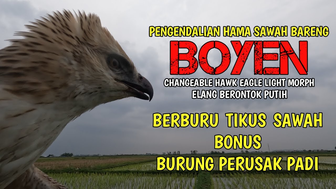 Berburu Menggunakan Burung Elang || Pengendalian Hama Sawah Bareng BOYEN #99 - YouTube