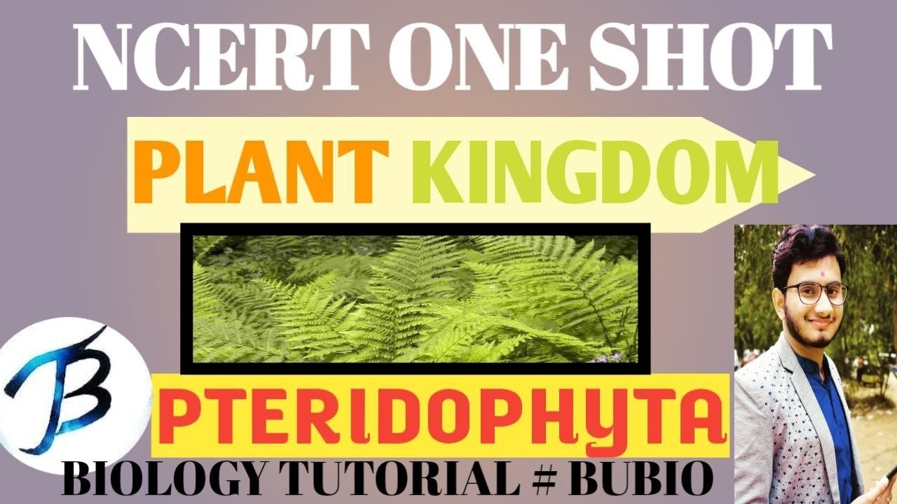 One shot on pteridophytes|biological classification|horsetail & ferns ...