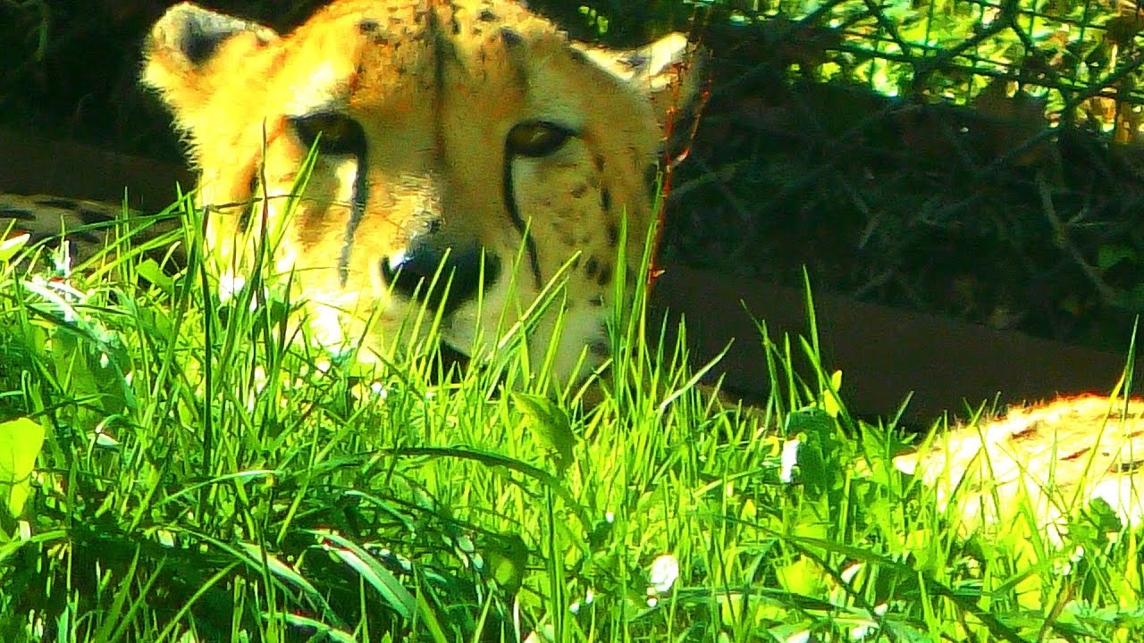 Wildlife V @DailyMusicVideo: Bring Peace To Earth and Save Wilderness ...