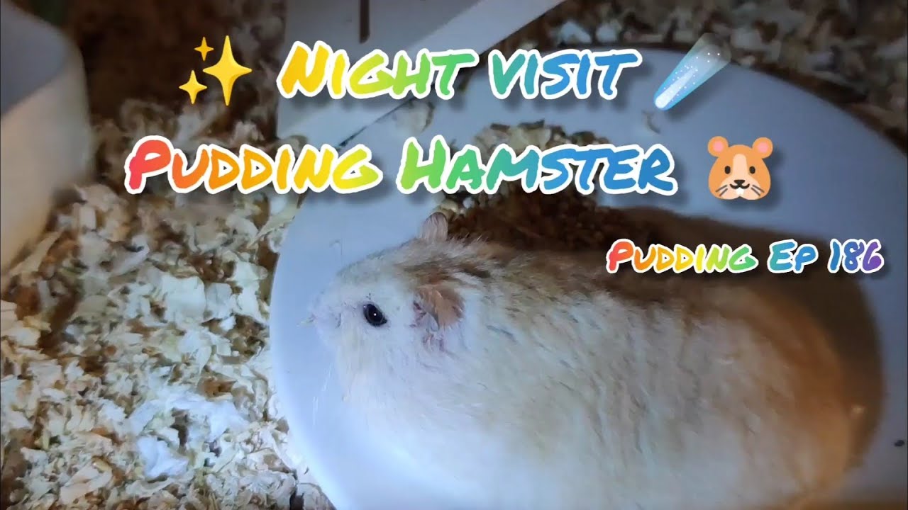 Day 186: Night visit ☄️ Pudding Hamster 🐹 - YouTube