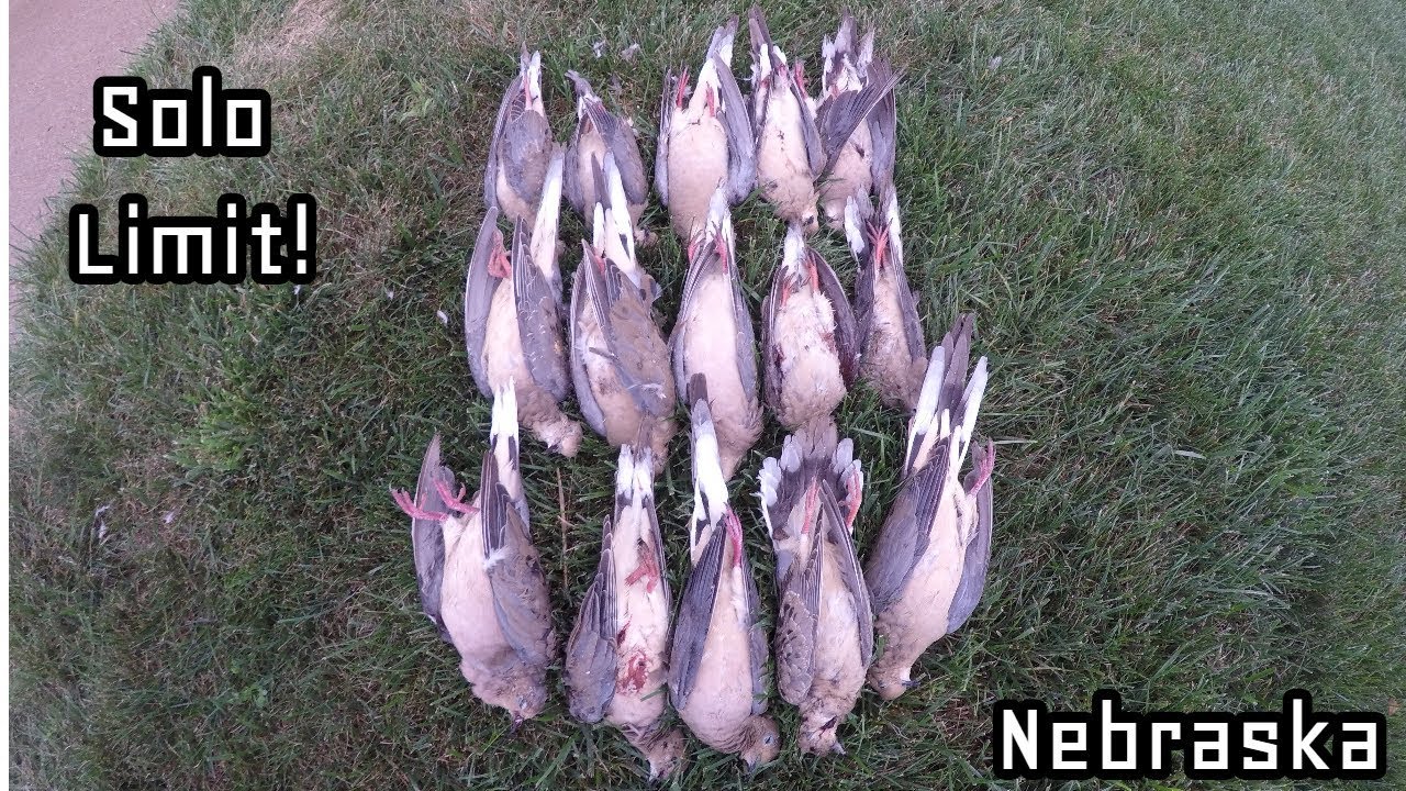 Nebraska Dove Hunt 2018 | Decoying Suicidal Doves | - YouTube