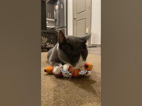 When The Catnip Hits #cats - YouTube