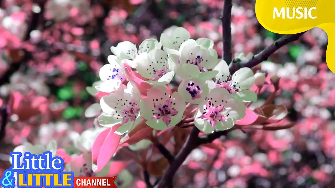 SPRING FLOWERS MUSIC | Classical Music for Spring | Sweet & Happy ...