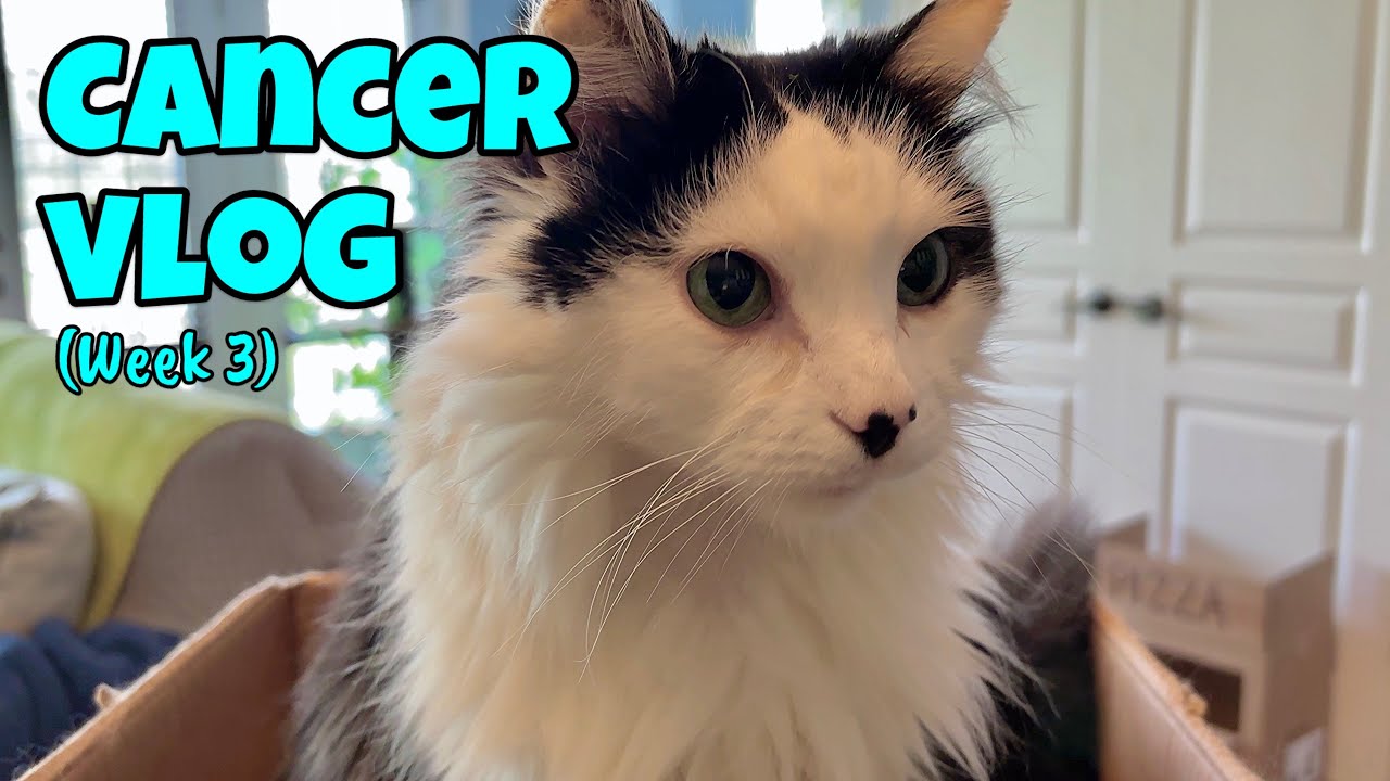 Cancer Vlog (week 3) - Living with Feline Lymphoma - YouTube