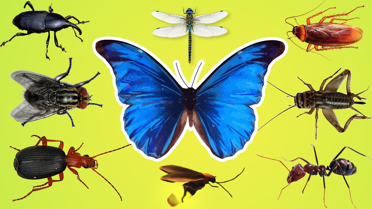 Easy English INSECTS For Children - YouTube
