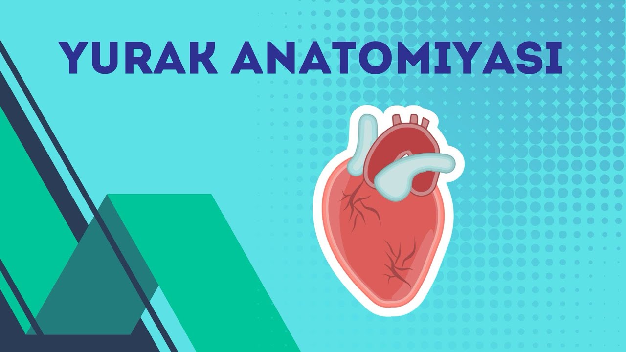 𝗬𝘂𝗿𝗮𝗸 𝗮𝗻𝗮𝘁𝗼𝗺𝗶𝘆𝗮𝘀𝗶 | 1-𝗾𝗶𝘀𝗺 - YouTube