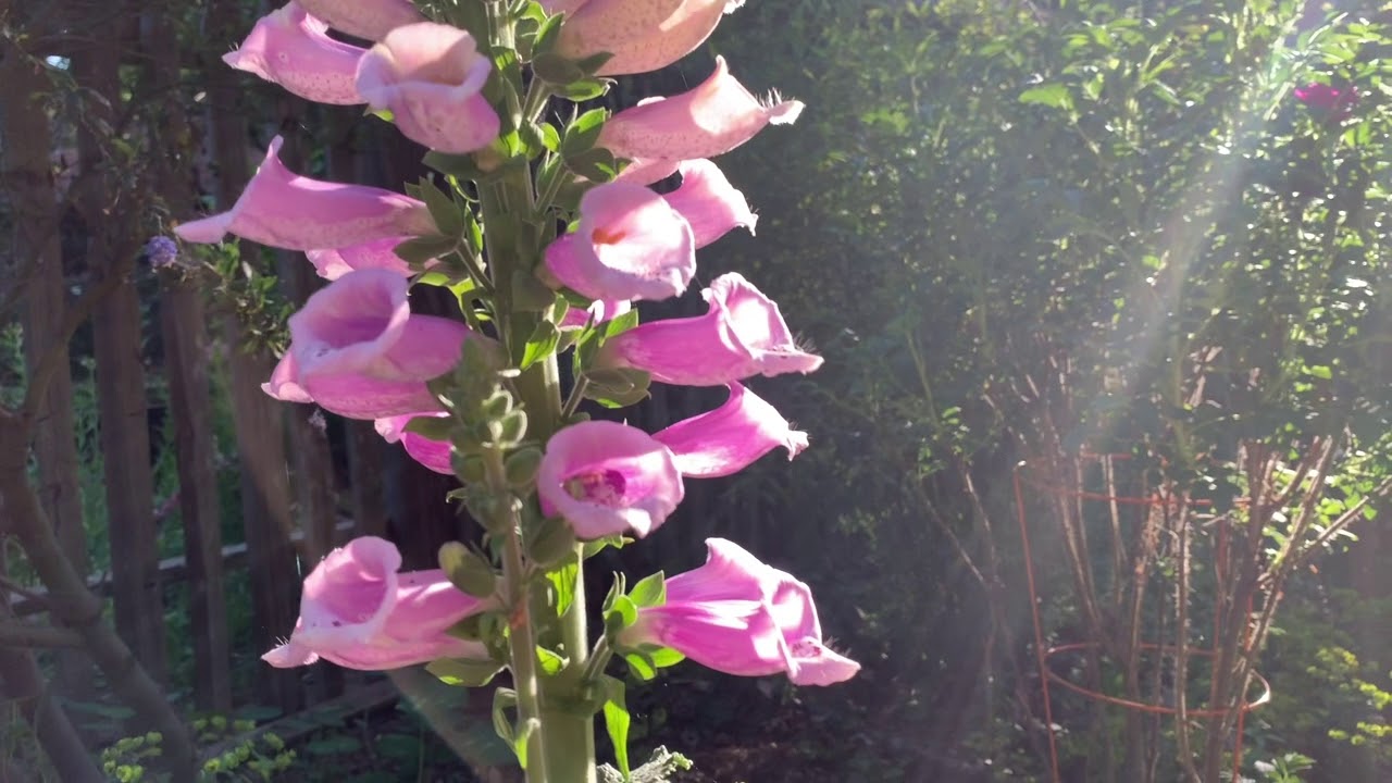 Bonny Doon in the Spring: Samuel Barber, Adagio, Violin and Piano ...