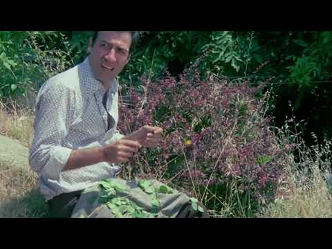 Devlet Kuşu Kemal Sunal