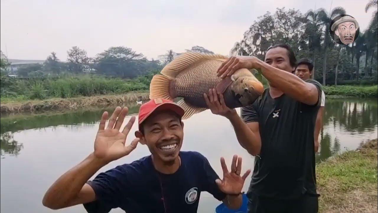 MANCING BORONGAN FULL BABON BAWAL , GURAME DAN PATIN - YouTube
