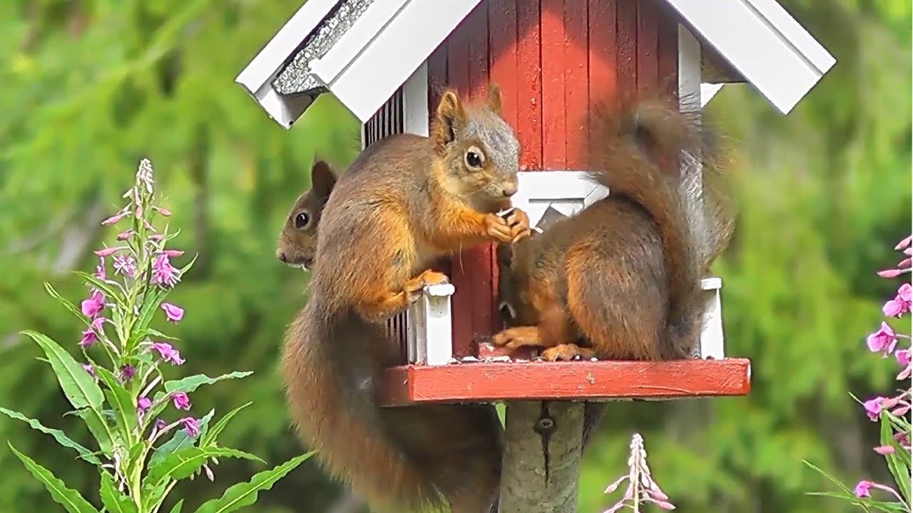 Squirrels | flying squirrel World and best sleep music - YouTube