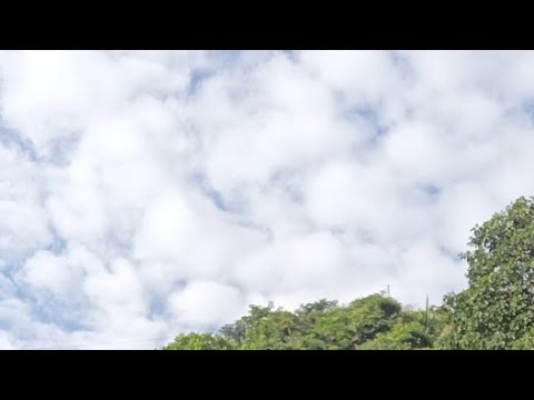 Gentle wind in the trees | Relaxing - YouTube