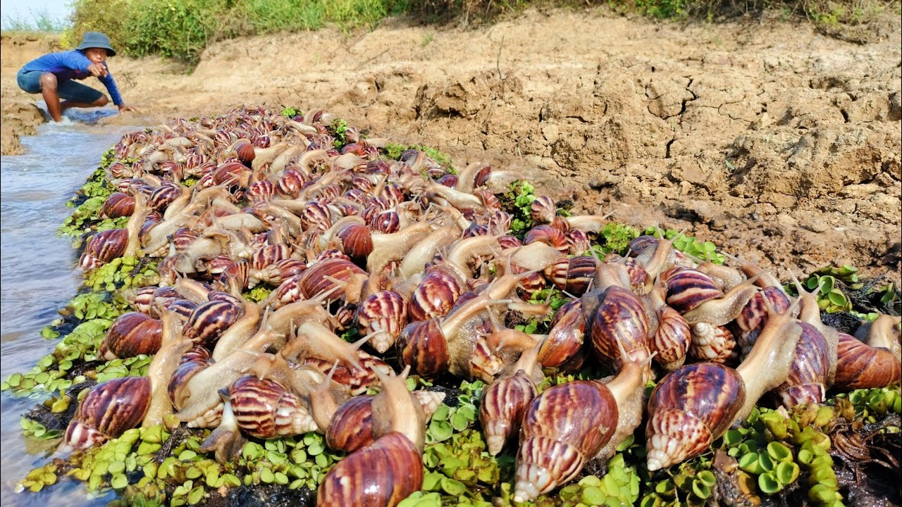 wow amazing fishing! pick snails strange a lot on the wolf along the ...