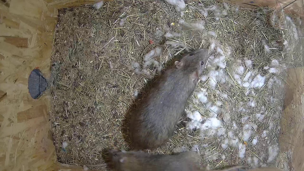 Rats reaction to the mirror - YouTube