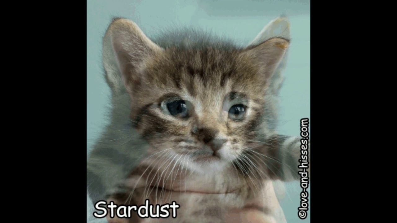 Mercury's kitten Stardust, from newborn to 8 weeks old - YouTube