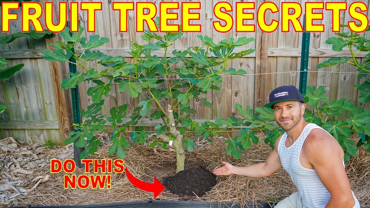 Do This NOW For Fruit Tree Success: My #1 Tip For Healthy Productive ...