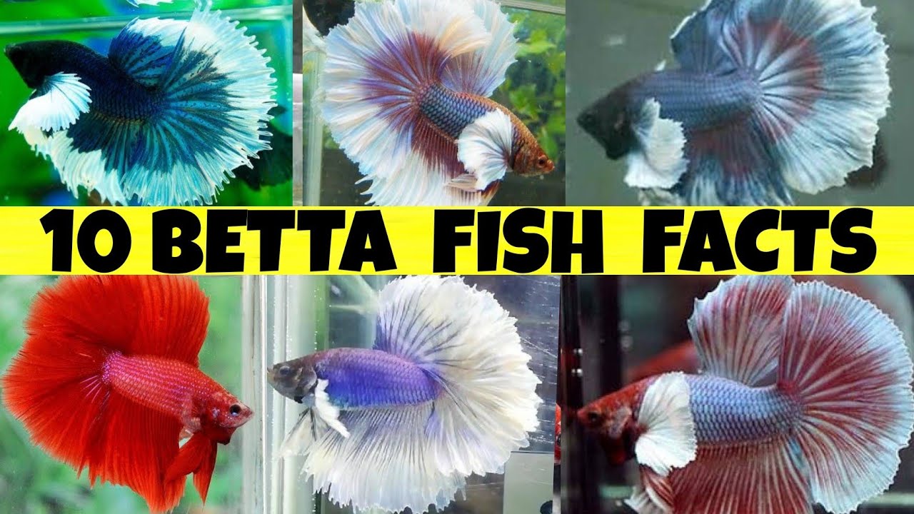 10 BETTA FISH FACTS | BETTA FISH FUN FACTS | FUN FACTS ABOUT AQURIAM ...