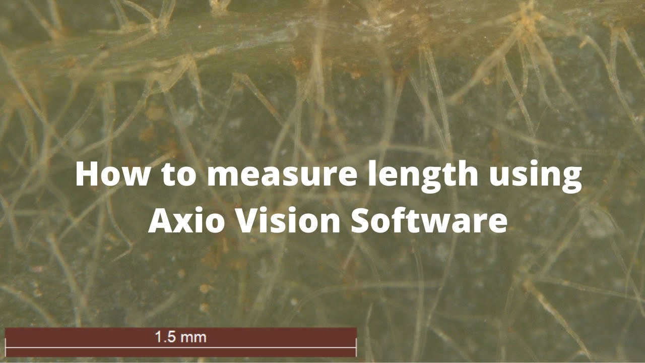 How to measure length using Axio Vision Software - YouTube