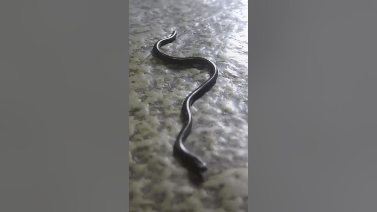 The Blind Snake | World's Smallest Snake #facts #animals #shorts - YouTube