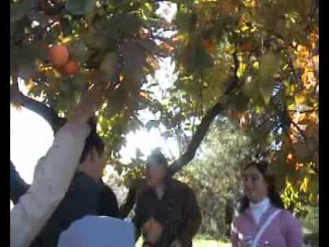 Multimedia Stage - L' albero dei kaki