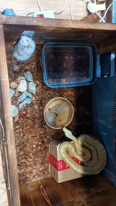 Reticulated Python Snake hunting a hamster #reticulatedpython #snake ...