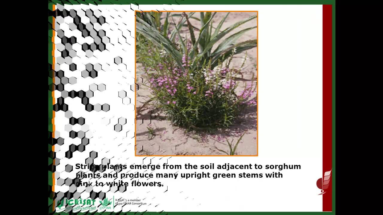 Striga weed competition in Sorghum - YouTube