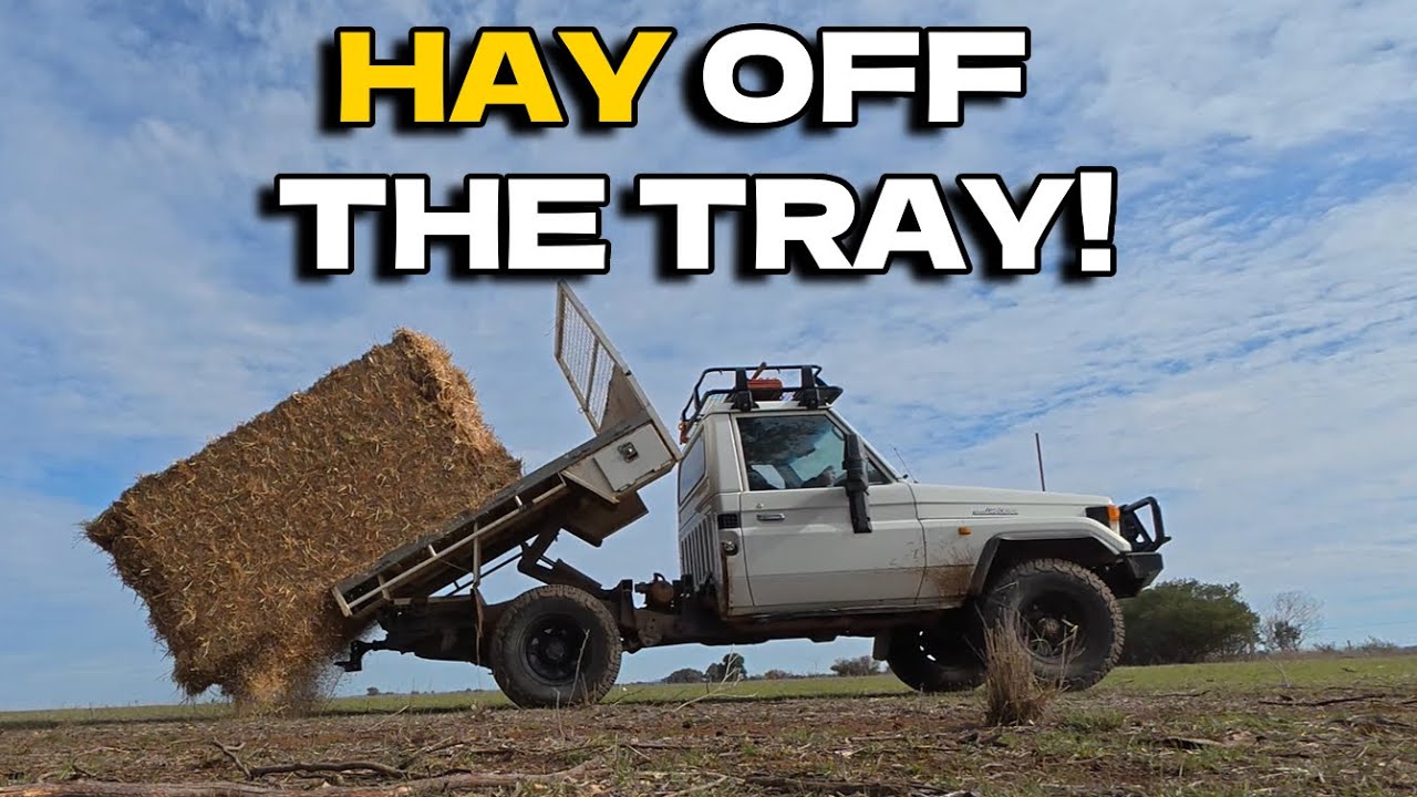 Watch This Ute Tipper Feed the Mob – Hay Off the Tray, Sheep on Their ...