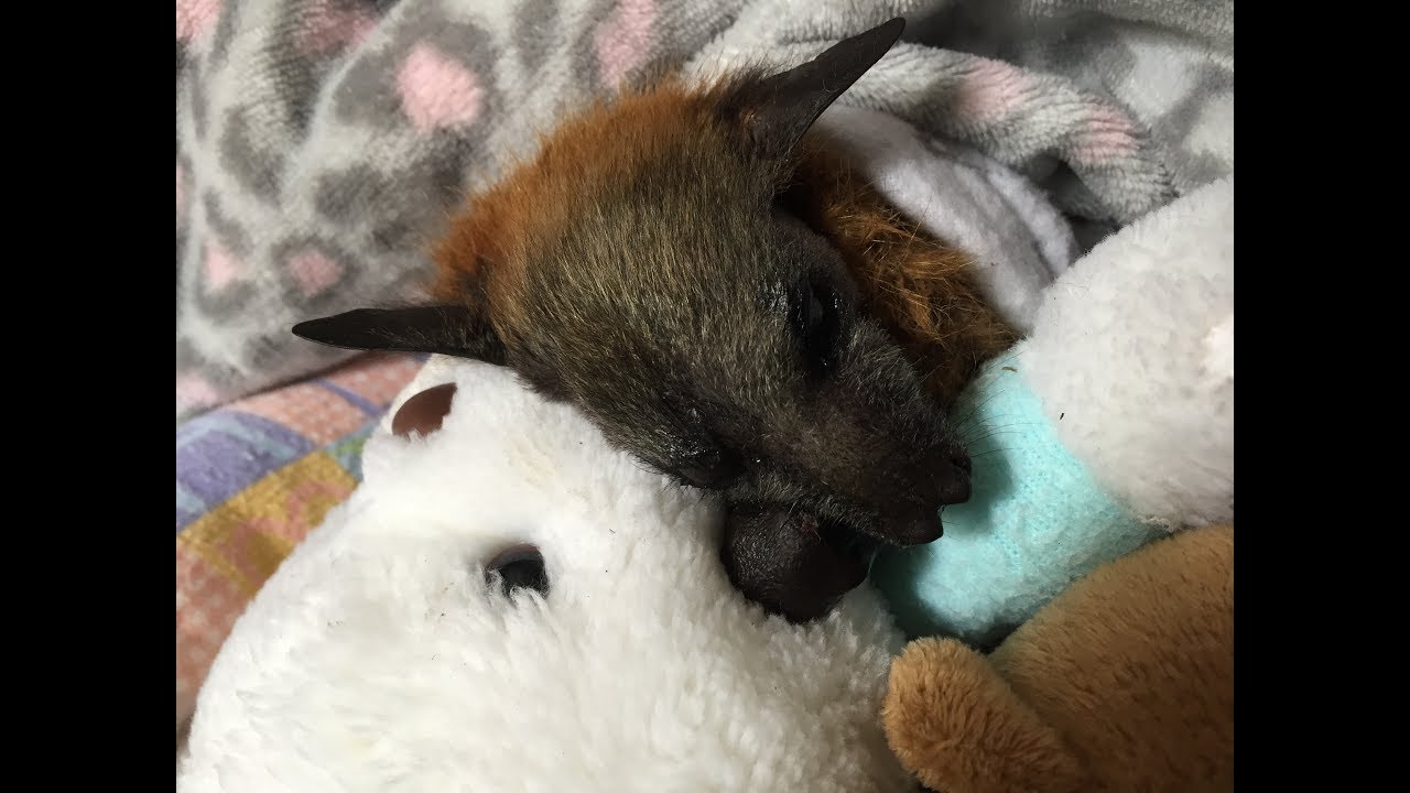 Juvenile bat at the vet for X-ray 24 hours into care: this is Annie ...