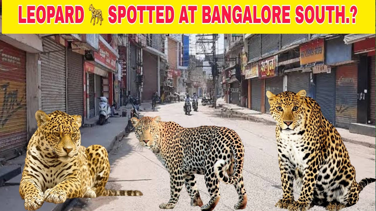 Be Alert | Leopard 🐆 Spotted At Bangalore South. |Bommanahalli ...