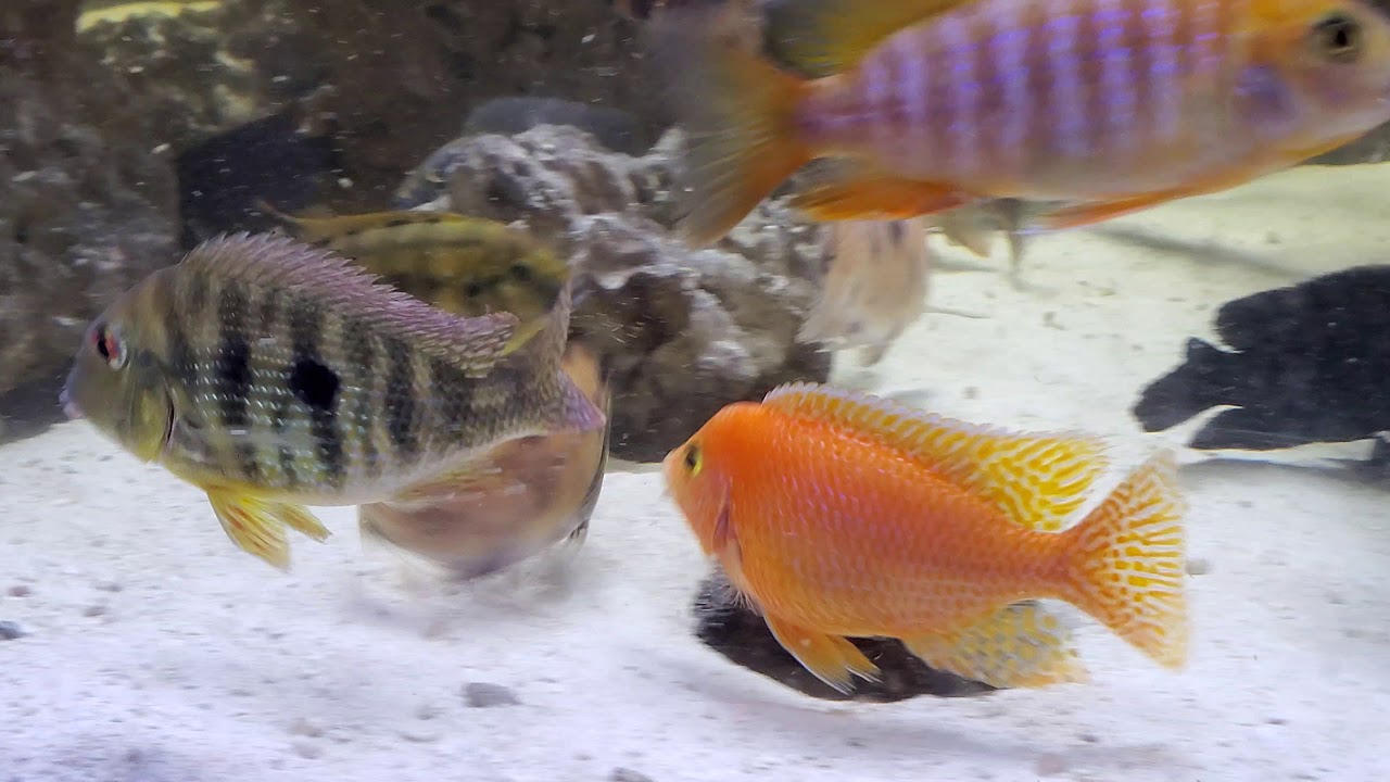rare megasema geo cichlid eating - YouTube