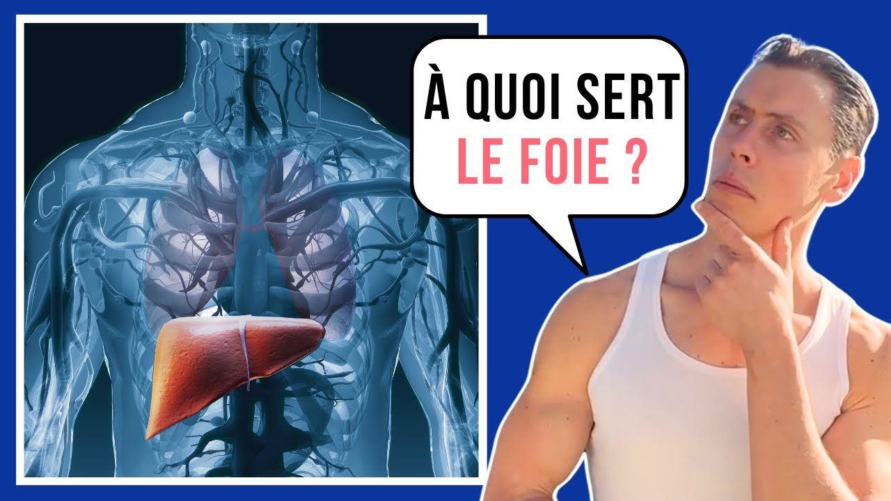 Tout savoir sur le Foie - YouTube