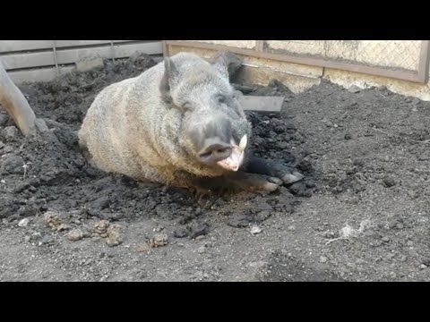 Фунтик на работе и злая Дуся.