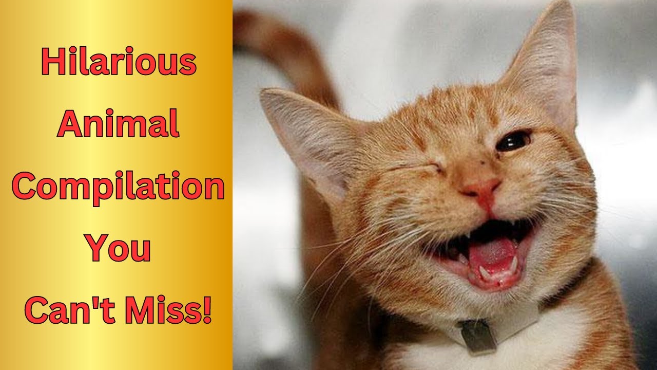 A Side-Splitting Compilation: Animals and their shenanigans!! - YouTube