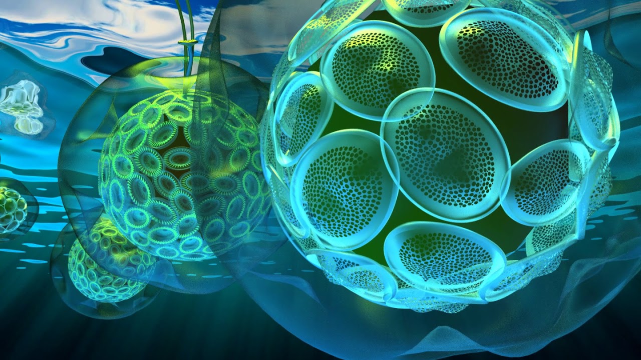 Coccolithophores - YouTube