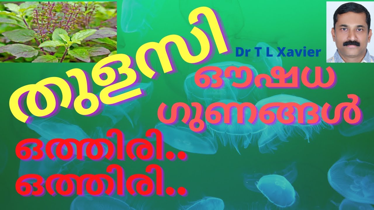 How to Use Thulasi Leaves for Immunity | Benefits of Tulsi | How to use ...