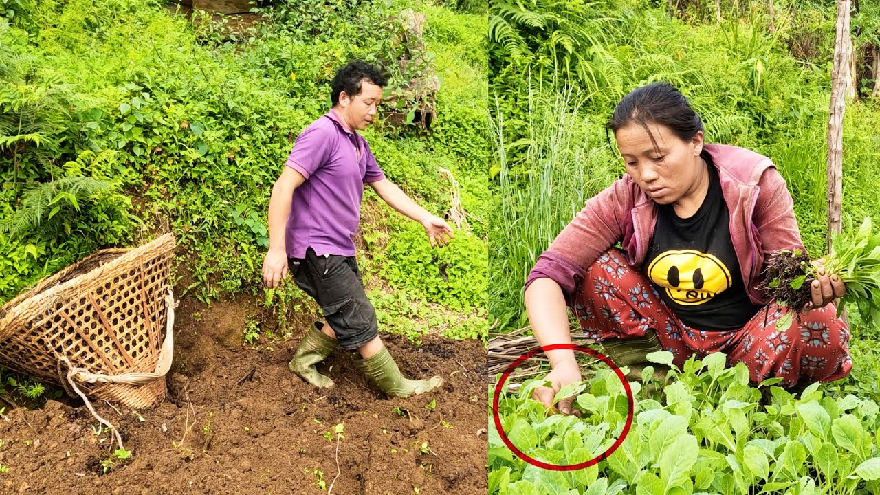 planting cabbage vegetable in our farm field in farm house || Bhumi ...