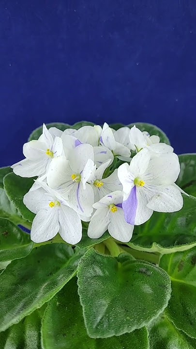 Тендітна красуня фіалка Tina's April Fantasy #flower #flowerplant # ...