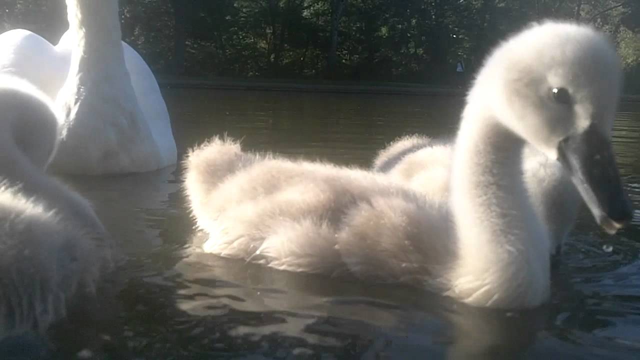 Growing Swans - YouTube