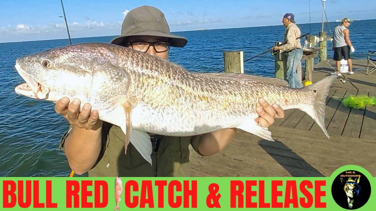 Bull Red catch and release. - YouTube