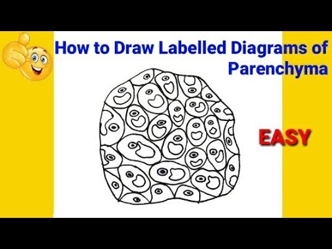 how to draw parenchyma tissue | how to draw parenchyma | how to draw ...