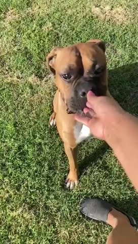 Video of adoptable pet named Canelo - YouTube