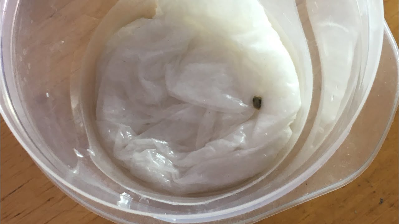 Flower seed germinating process - YouTube