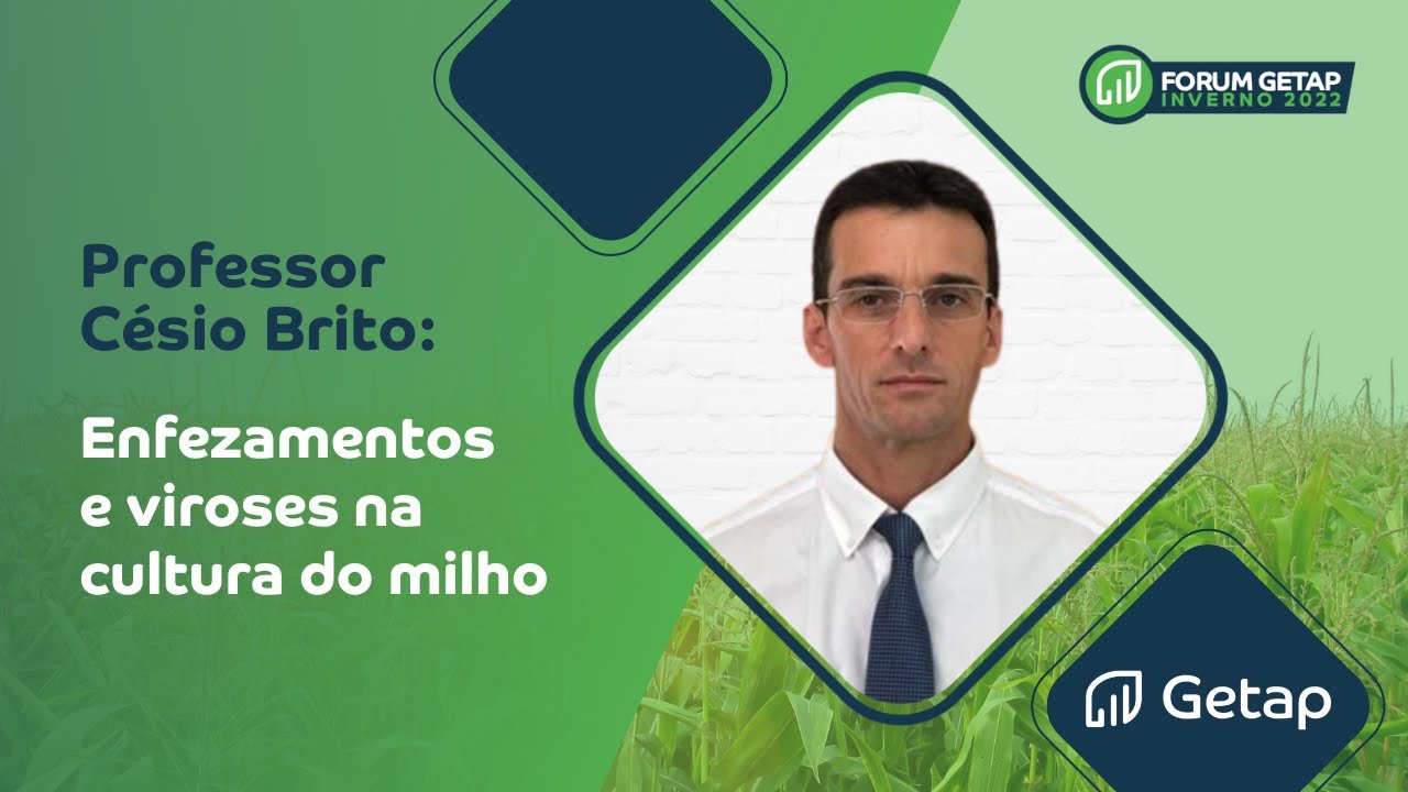 Professor Césio Brito: Enfezamentos e viroses na cultura do milho - YouTube