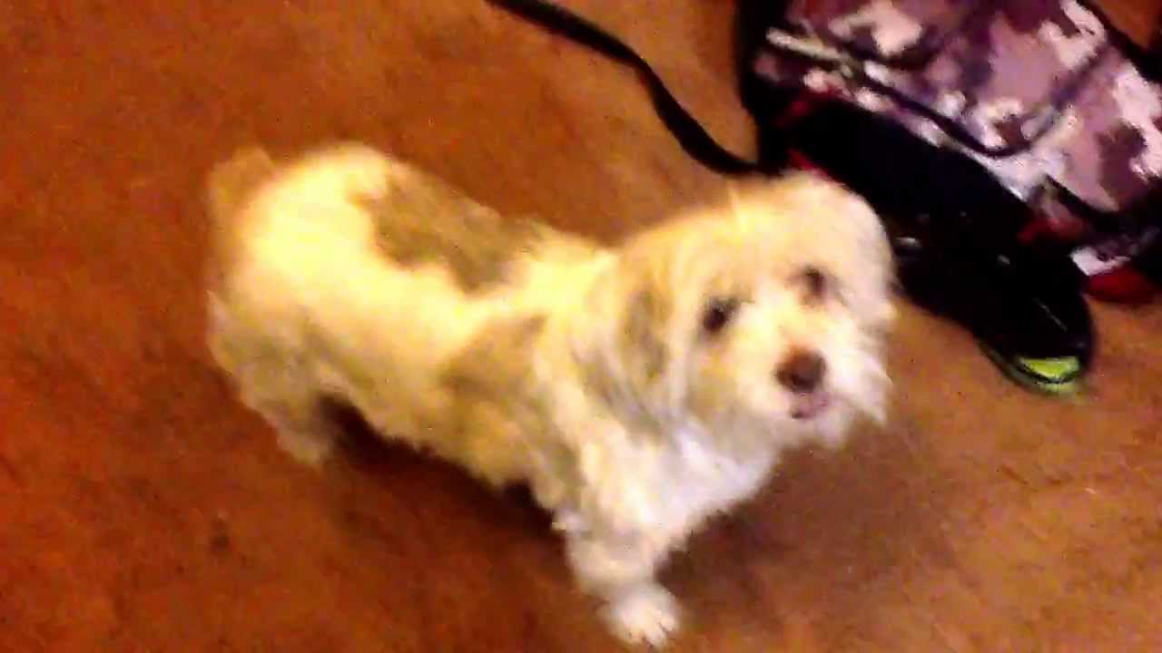 A dog goes into the nether portal - YouTube