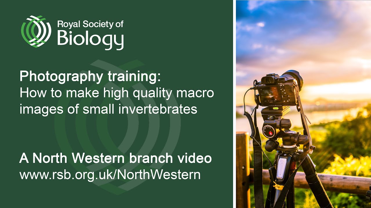 High quality macro images of small invertebrates | Royal Society of ...