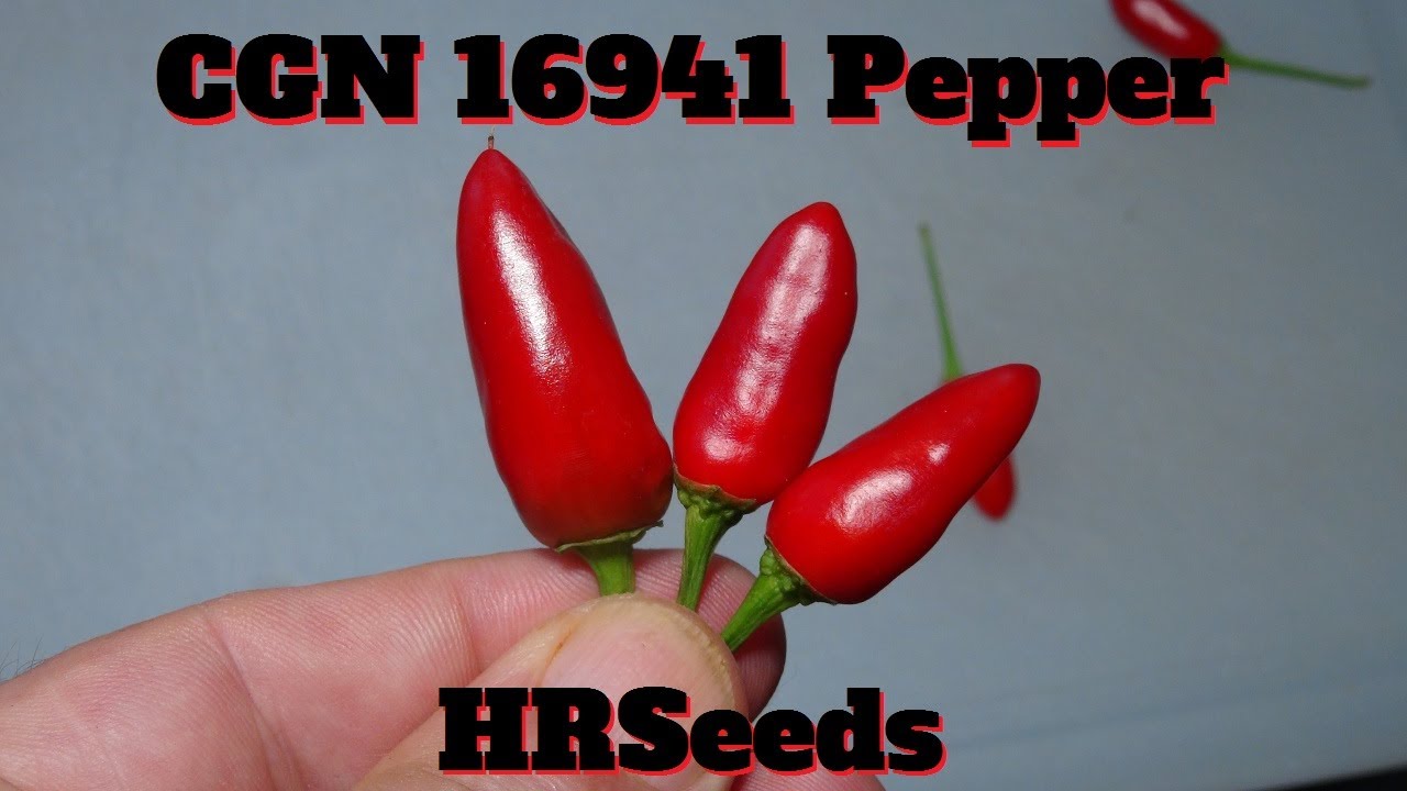 CGN 16941 Pepper | Capsicum chinense | Pod Review - YouTube