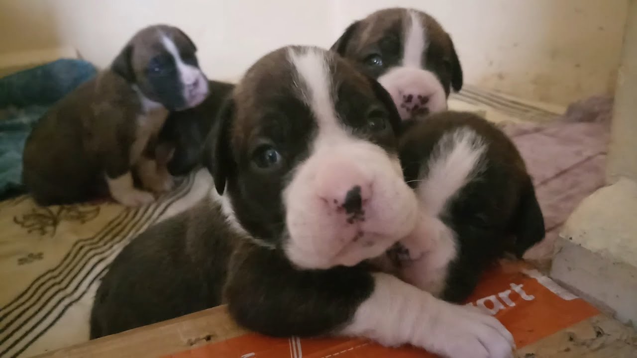 Cute boxer puppy howling 😍 - YouTube